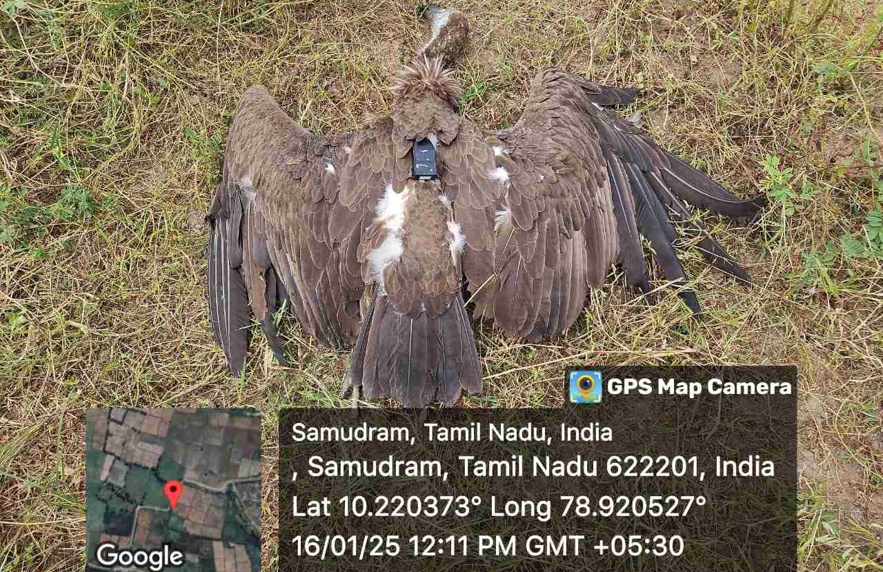 GPS-Tagged Vulture N11 Dies After 4,000-Km Journey, Highlighting Need ...