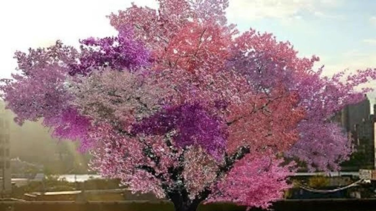 The Tree of 40 Fruits: A Marvel of Nature with 40 Different Fruits ...